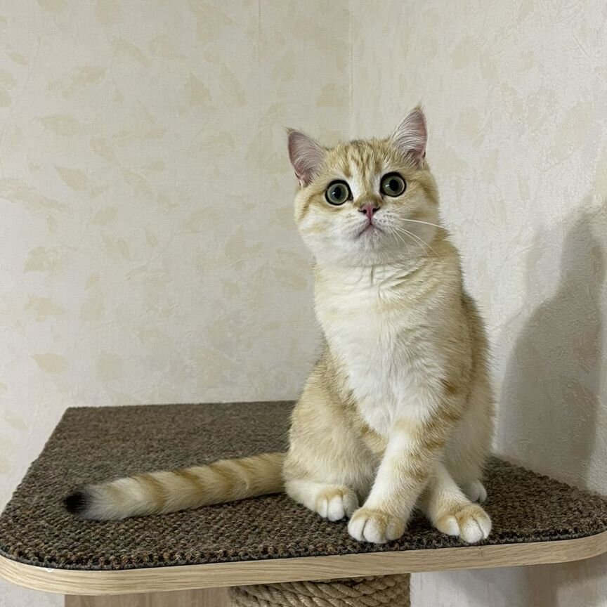 Шотландская кошечка Diana LenaRus Bect