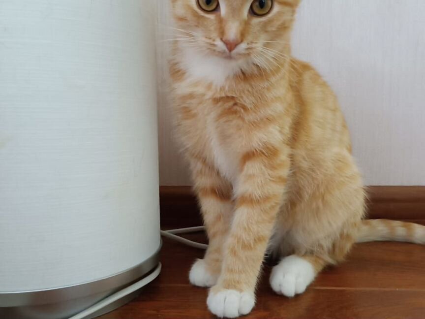 Котенок Рыжик в самые добрые ручки
