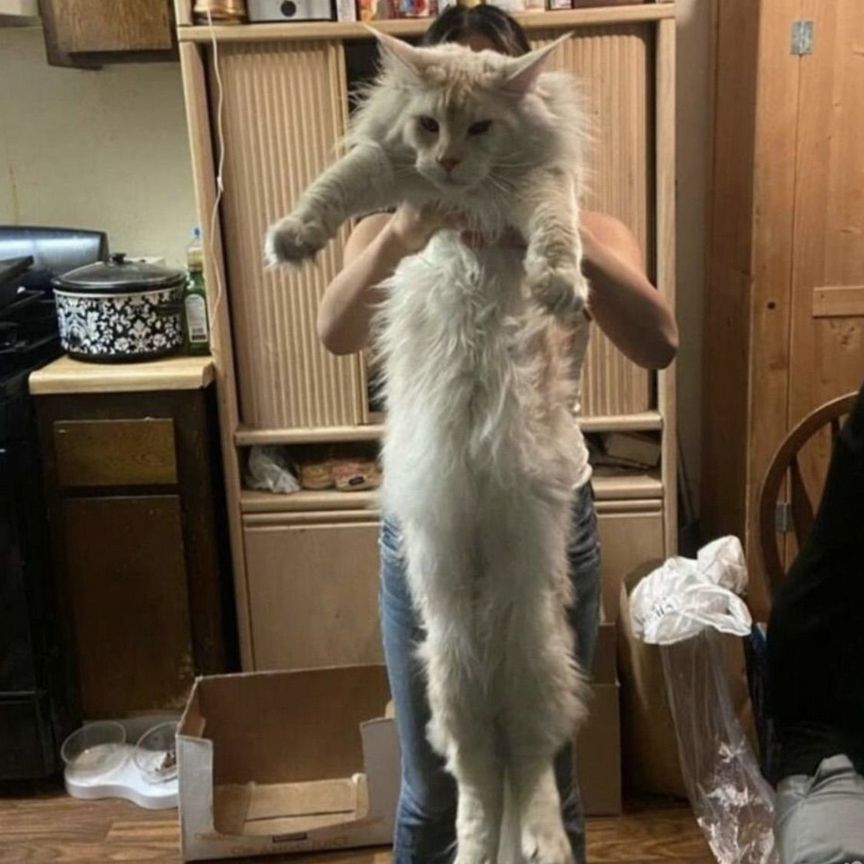 Мейн кун