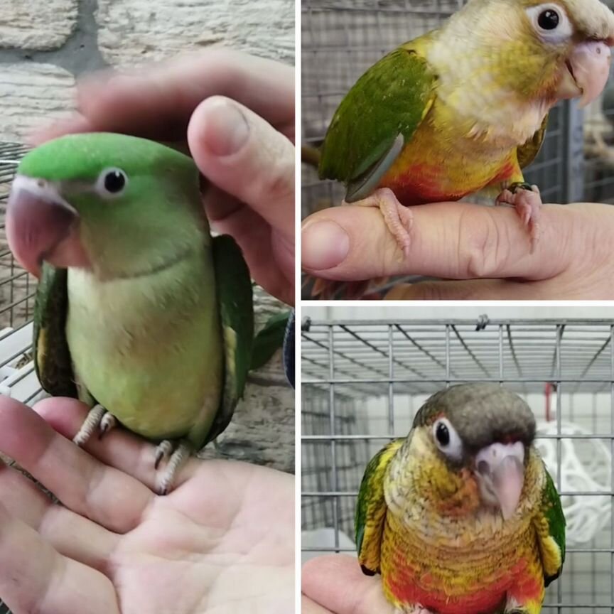 Попугайчики Птенцы Ручные 2 мес