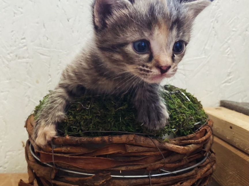 Кошка в дар бесплатно