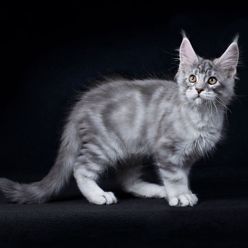 Мейн-кун котёнок