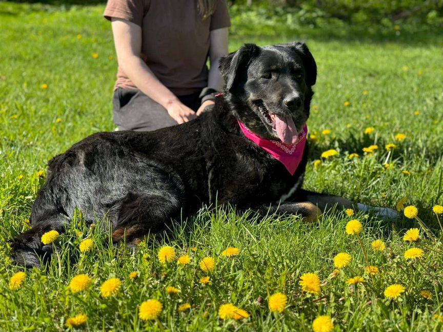 Собаки бесплатно в добрые руки