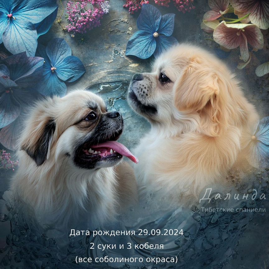 Щенки тибетского спаниеля
