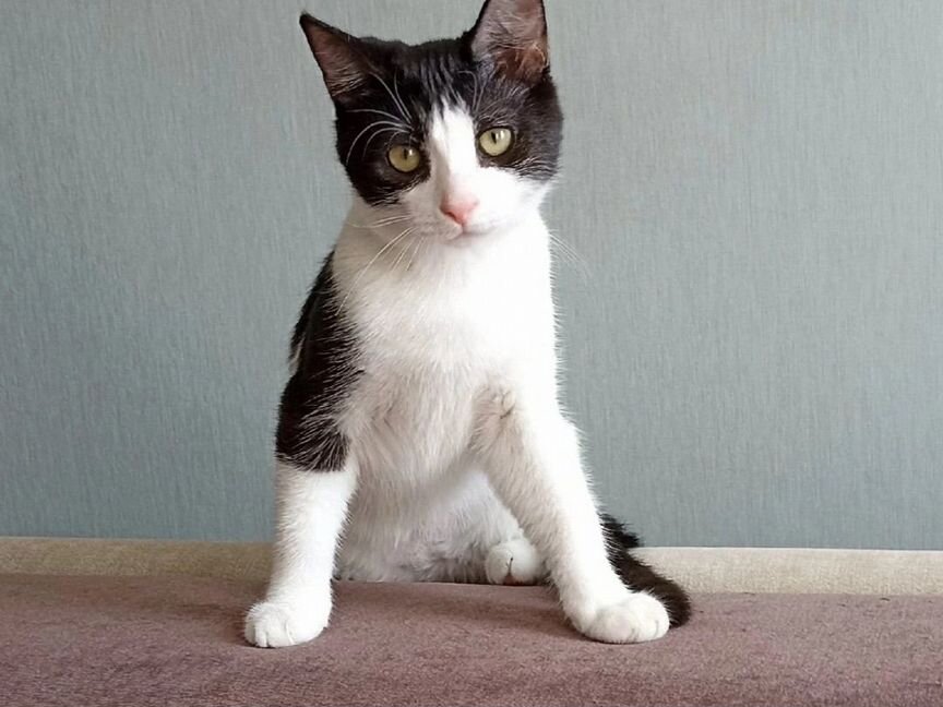 Котенок