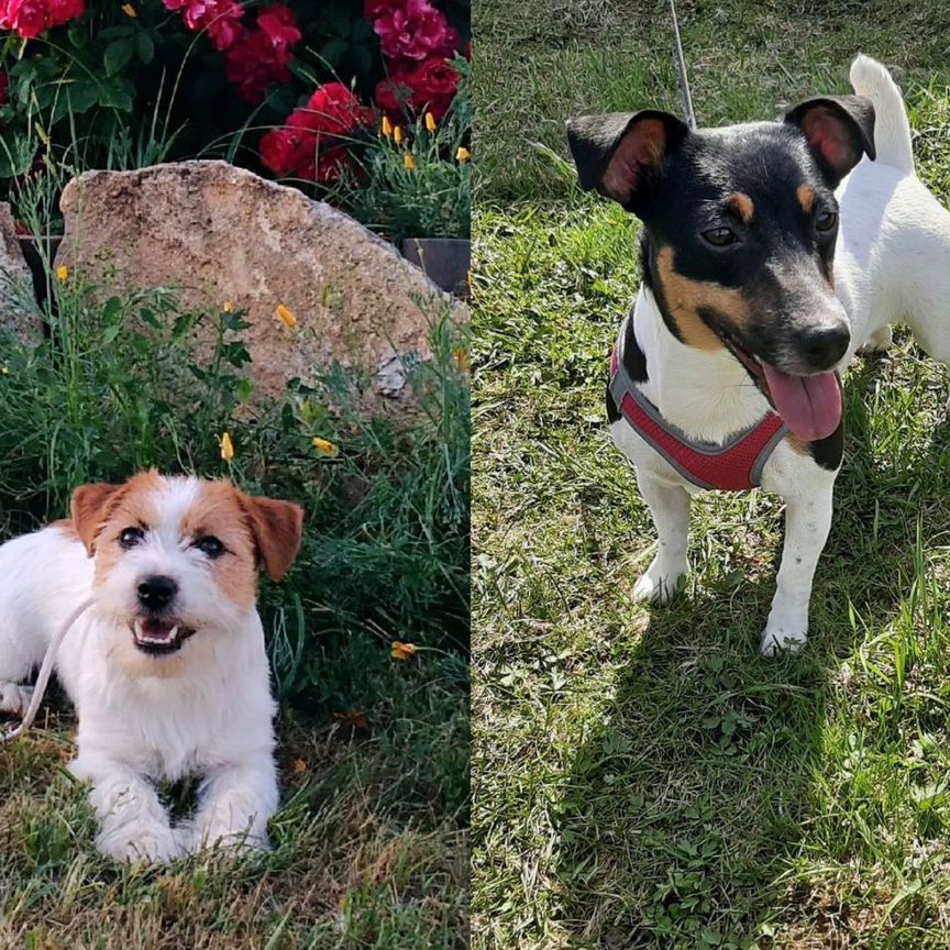 Щенки джек рассел терьер