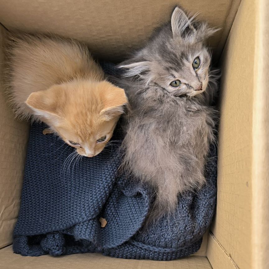 Котёнок в добрые руки