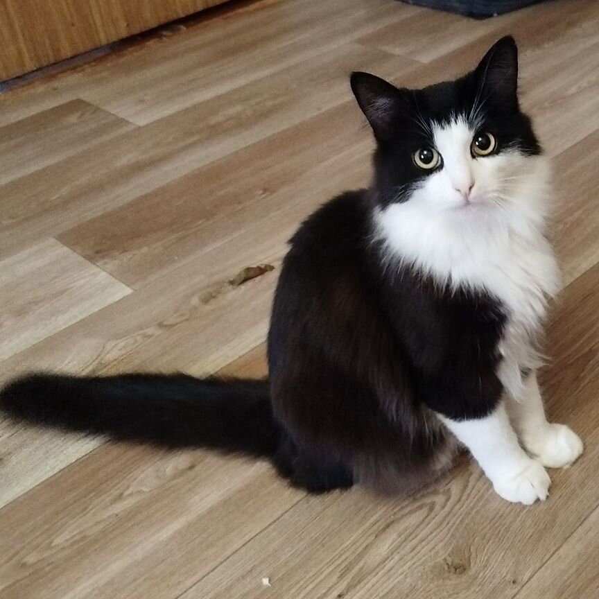 Взрослый кот в добрые руки