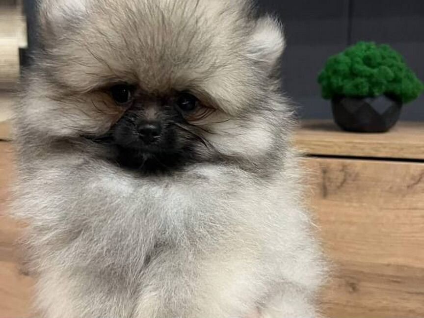 Мини шпиц мальчик