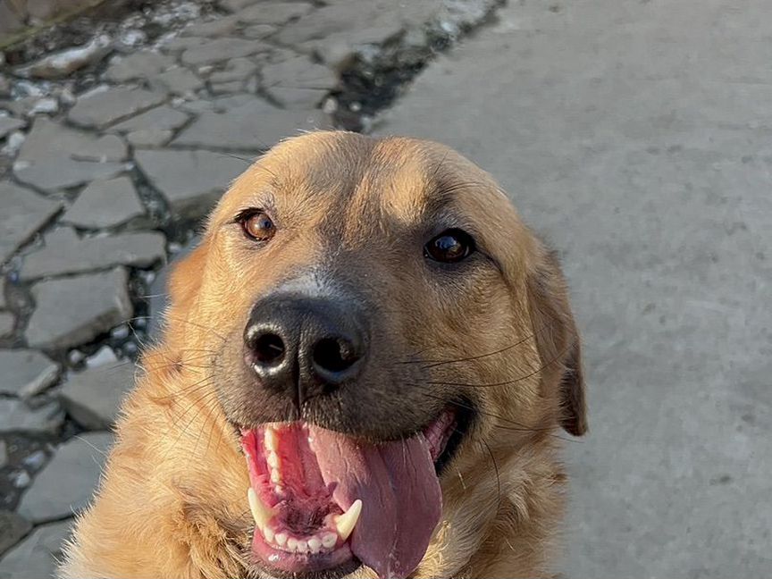 Собака в добрые руки