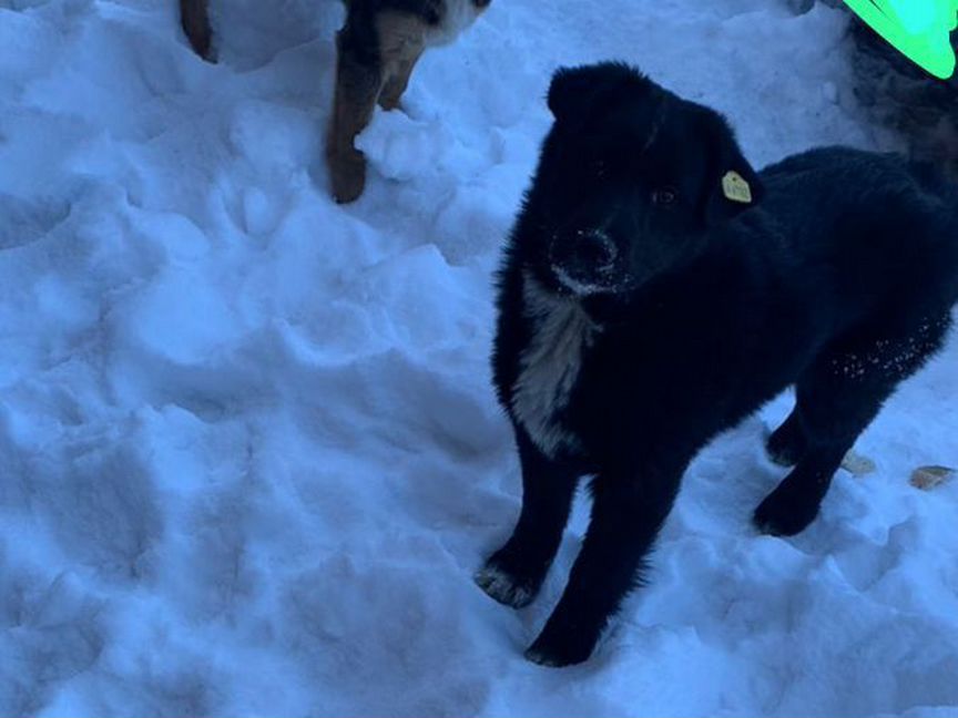 Щенки в добрые руки