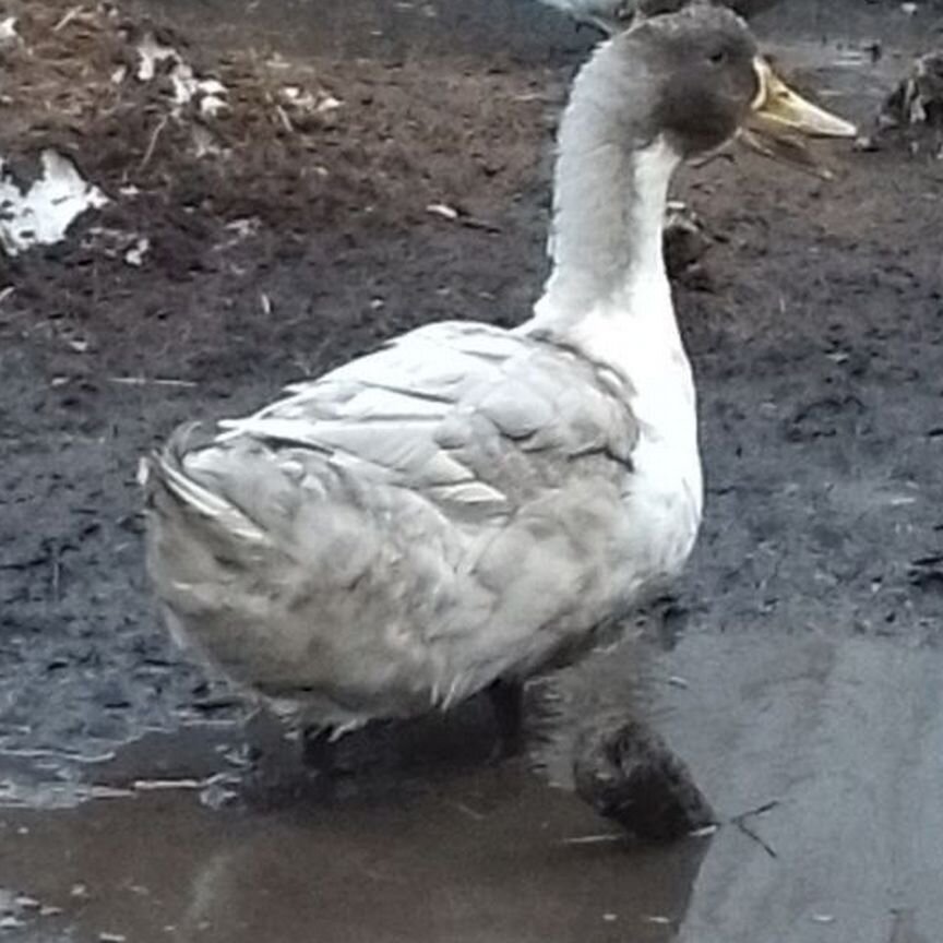 Утки голубой фаворит