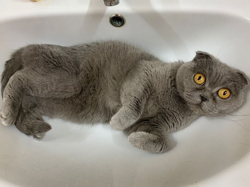 Шотландская вислоухая кошка в дар