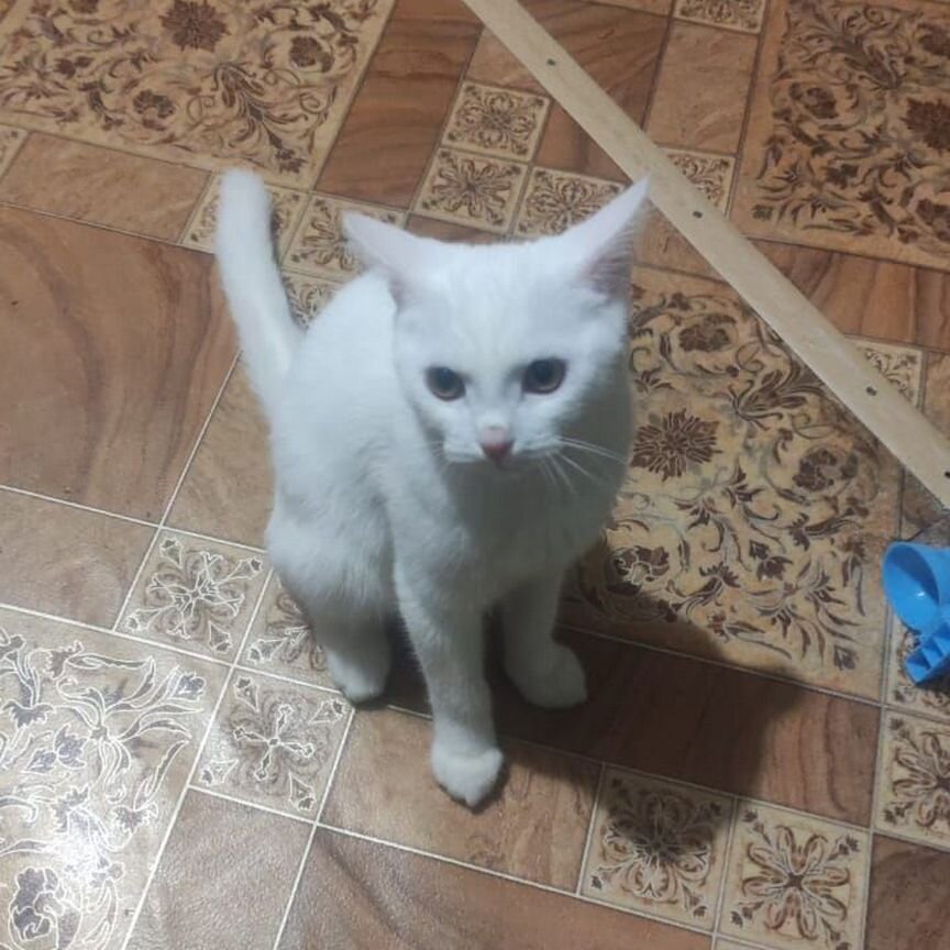 Кот в добрые руки