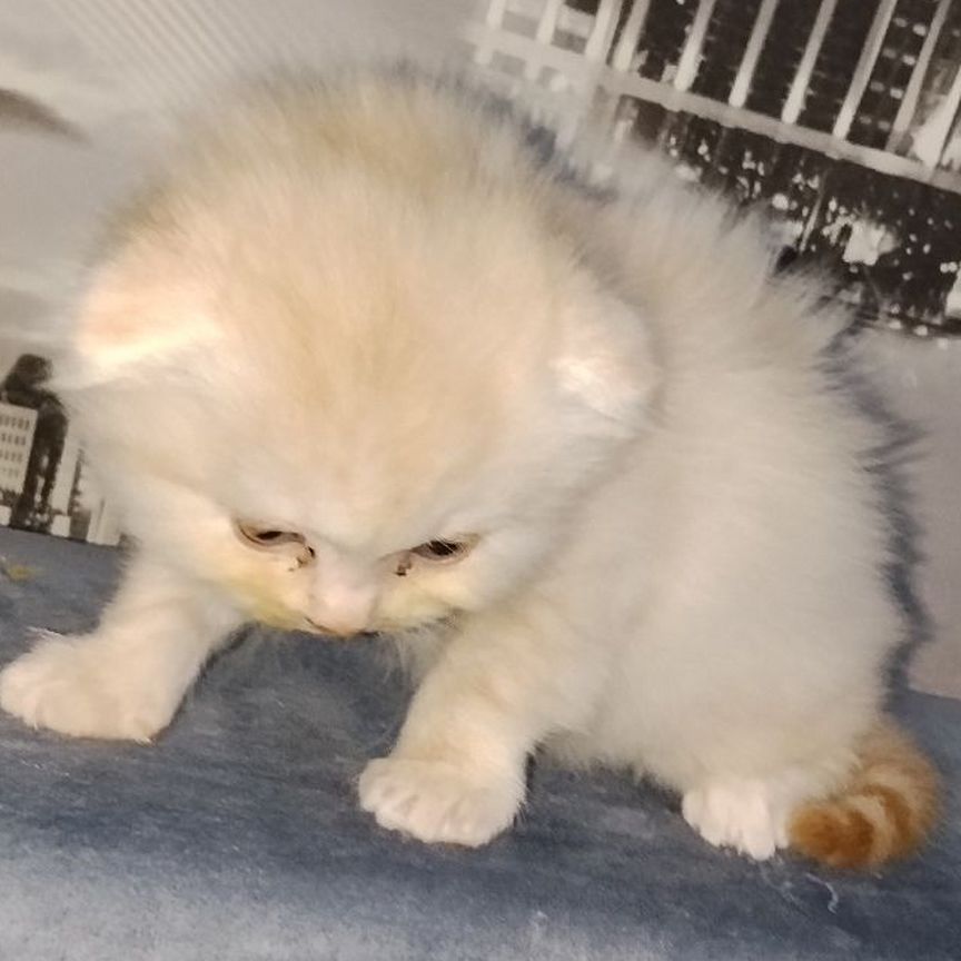 Шотландский вислоухий длинношёрстный котёнок