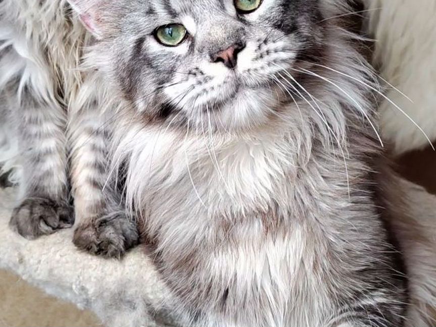 Мейн-кун 8 месяцев