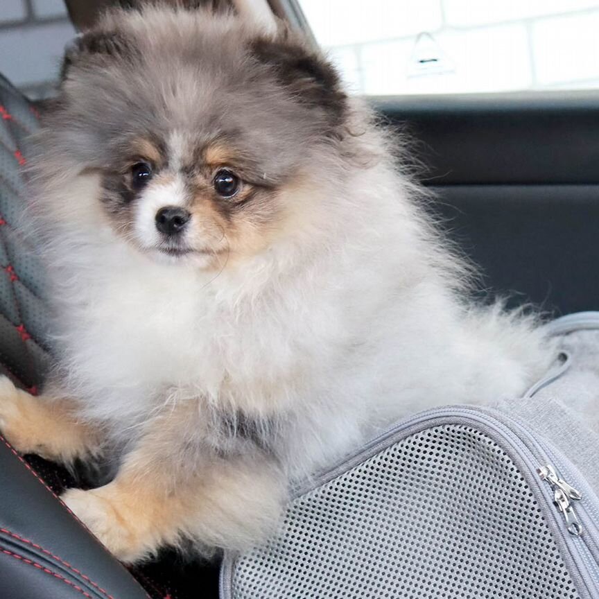 Померанский шпиц, щенок