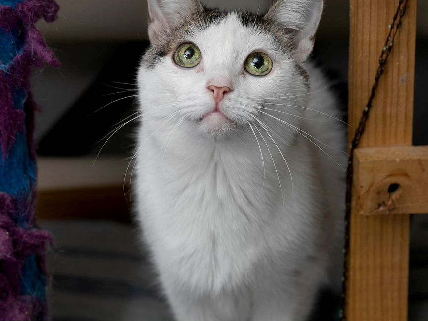 Кошка Светик мышеловка в добрые руки