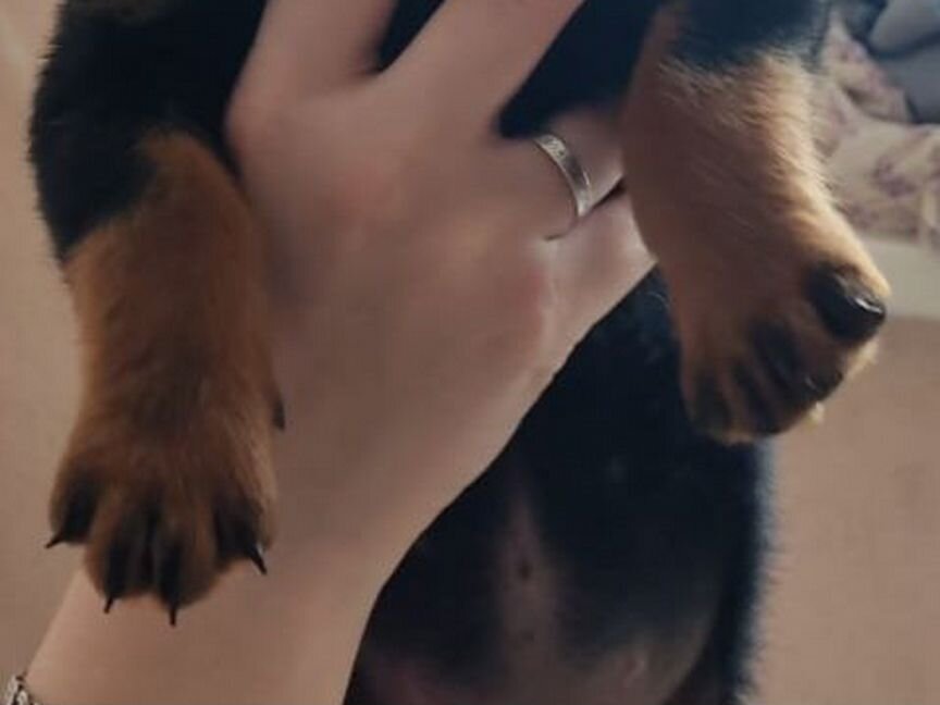 Собаки бесплатно