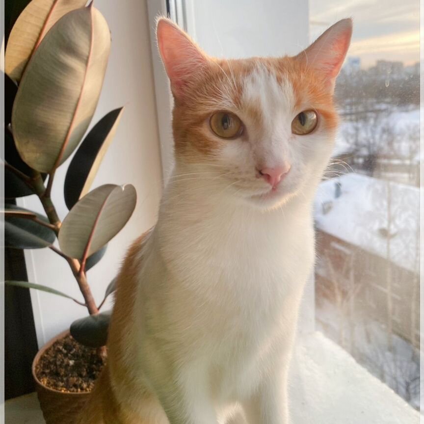 Котёнок в добрые руки