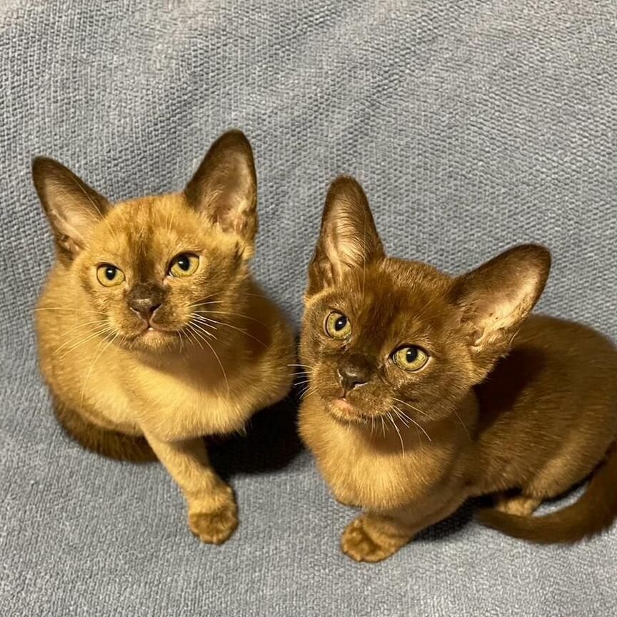 Малыши Европейской Бурмы