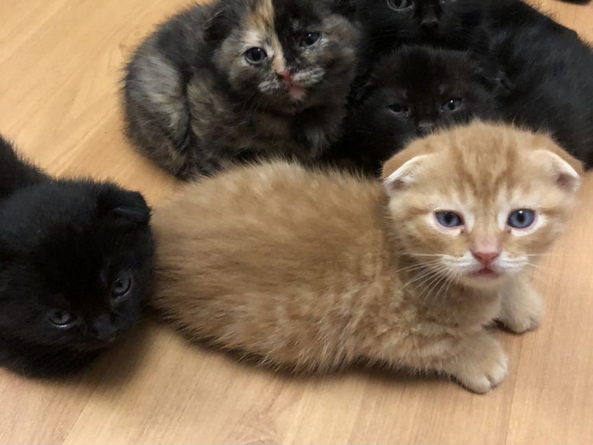 Продам шотландских вислоухих котят