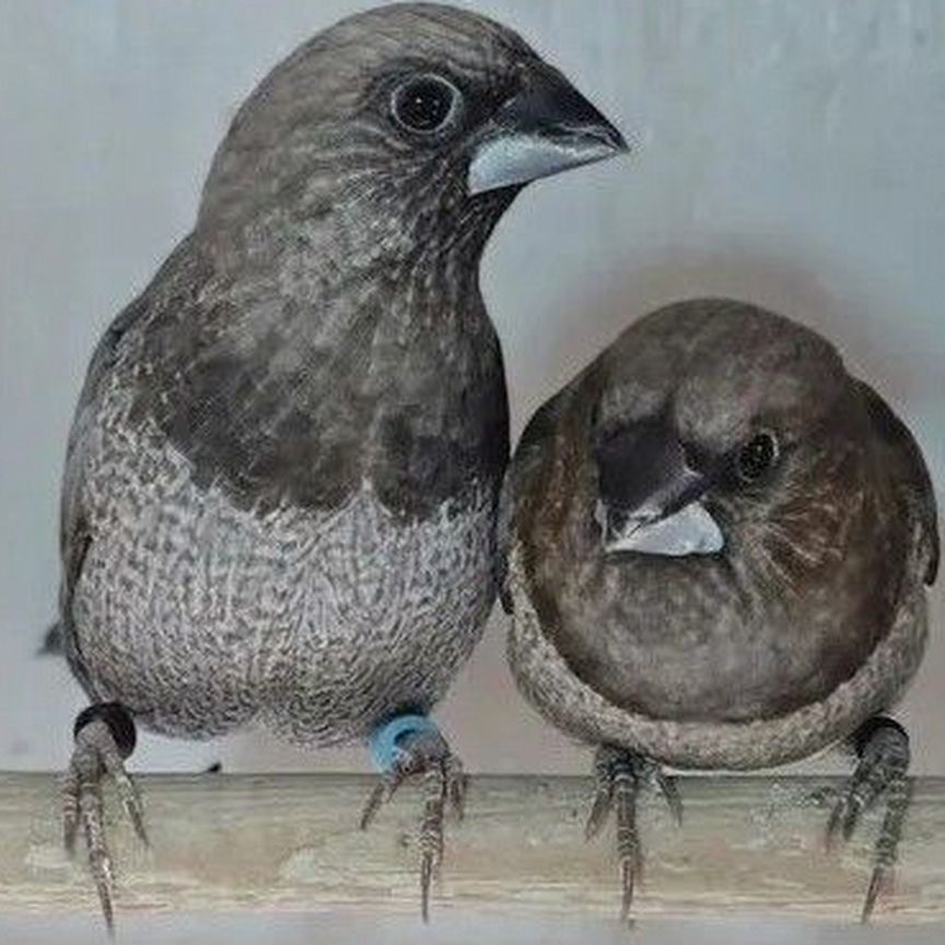 Японская амадина молодеж