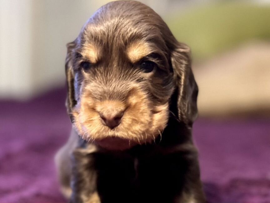 Английский кокер спаниель щенки