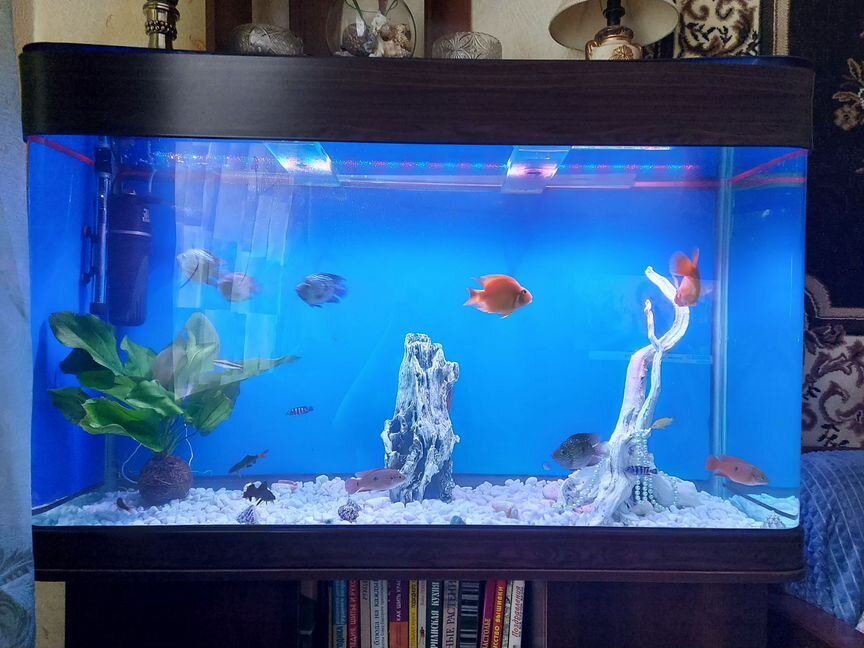 Аквариум террариум