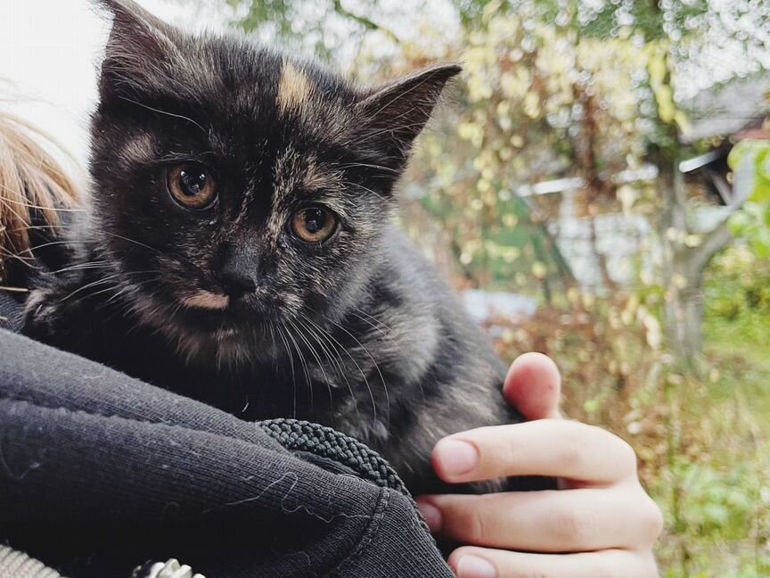 Котята в дар