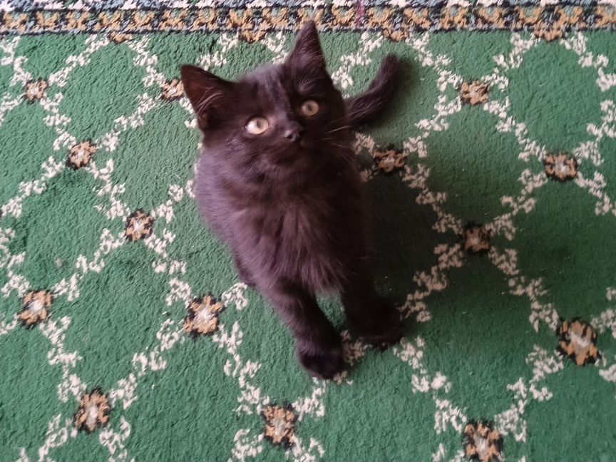 Котëнок