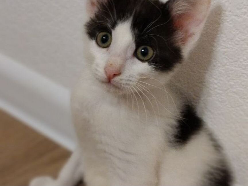 Котята