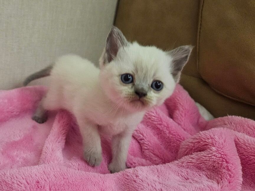 Шотландская кошечка