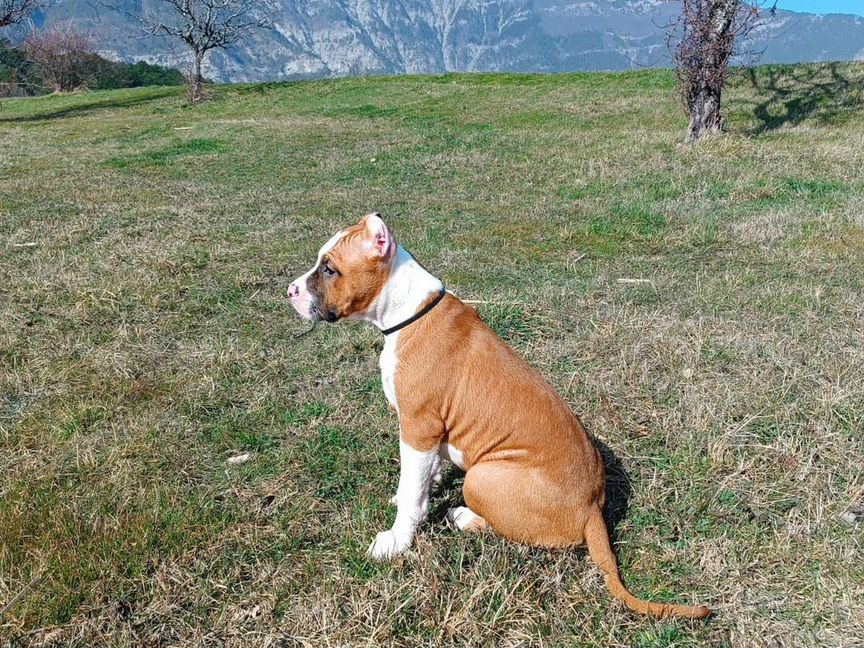 Стаффордширский терьер