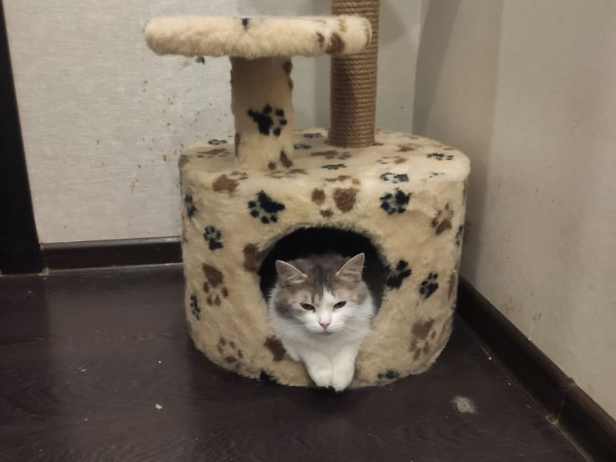 Кошечка