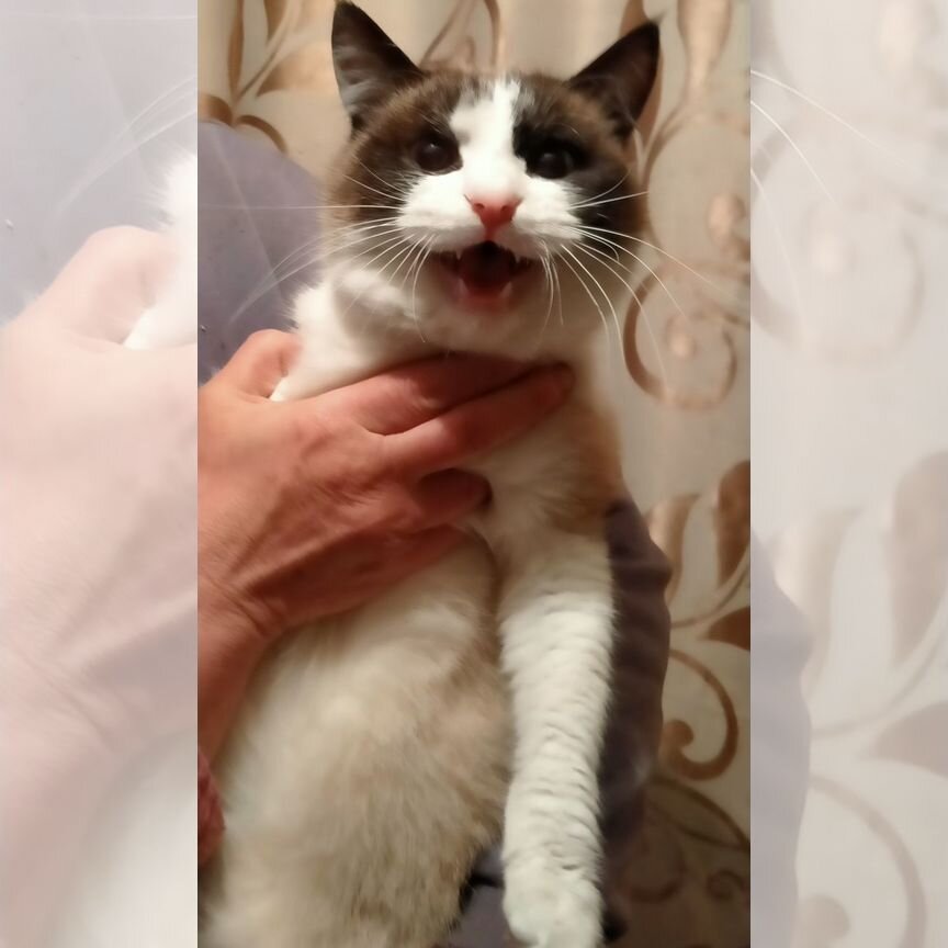 Сиамский котёнок