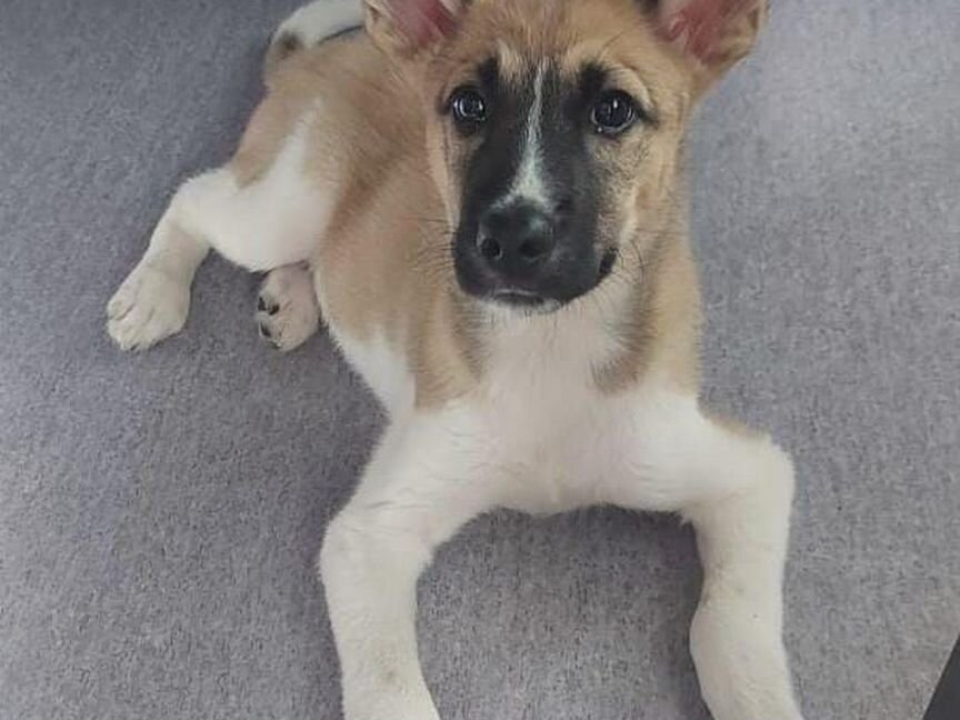 Прекрасная Мира ищет маму