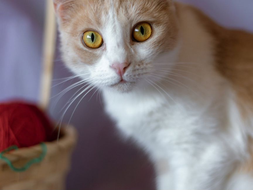 Кошка Кэт в добрые руки