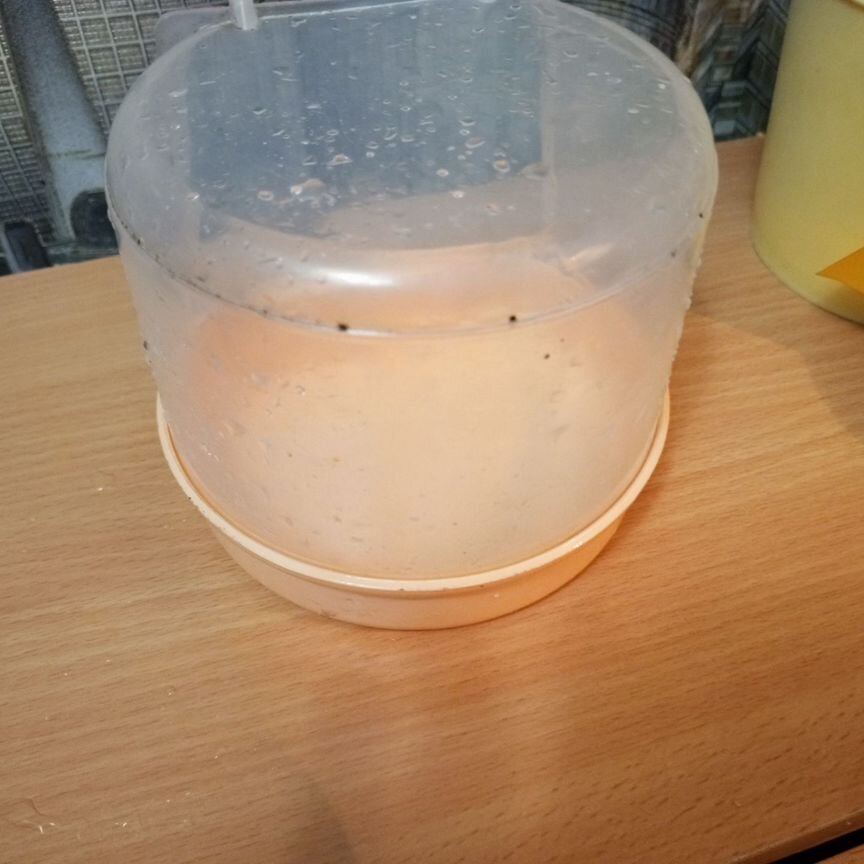 Ванночка для попугая