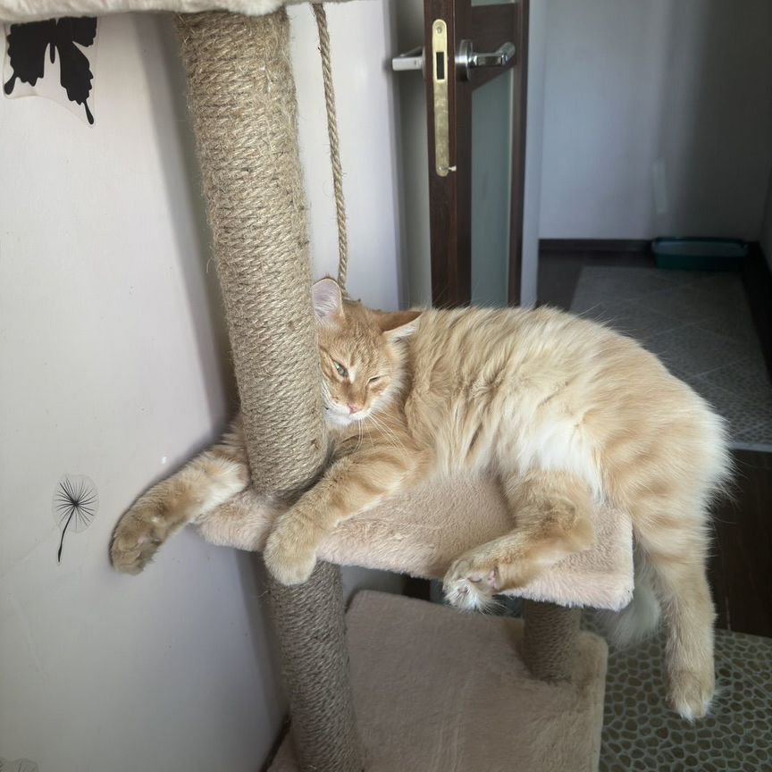 Отдам кошку в добрые руки бесплатно