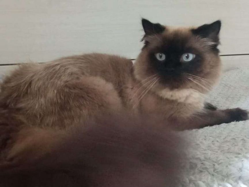 Вязка невская маскарадная