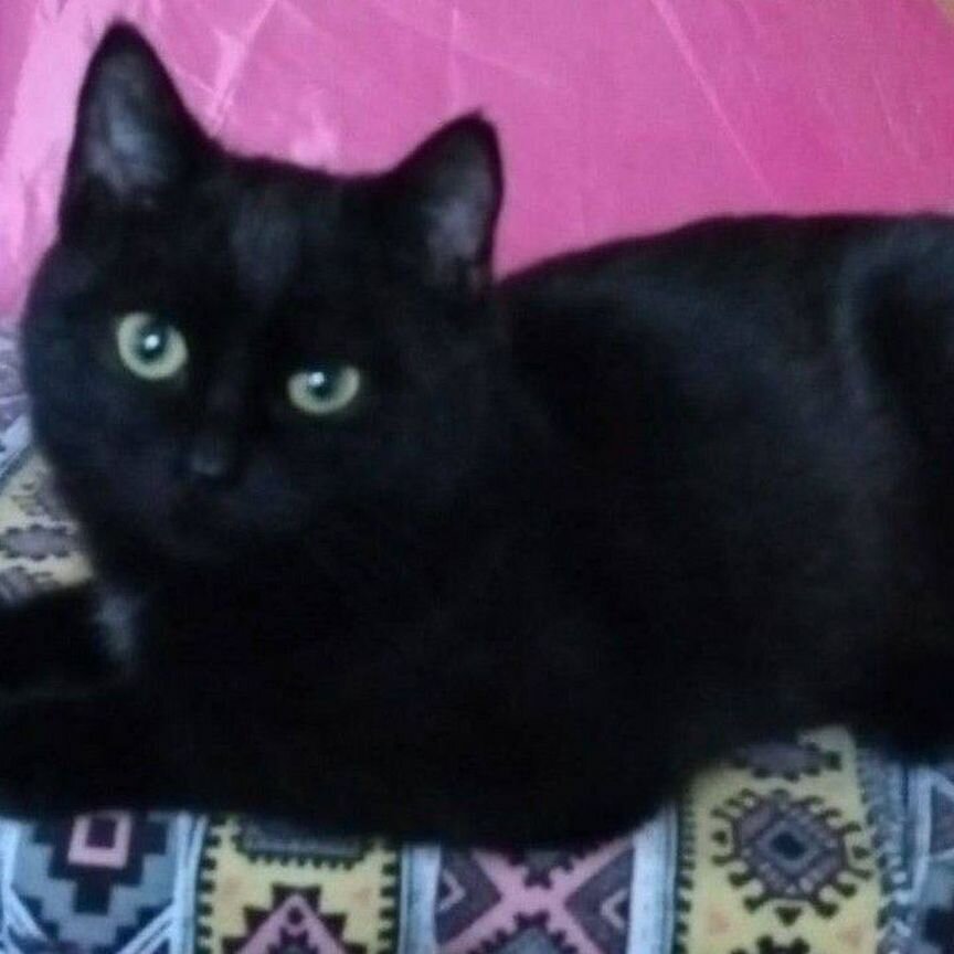 Котенок чёрный игривый ищет дом