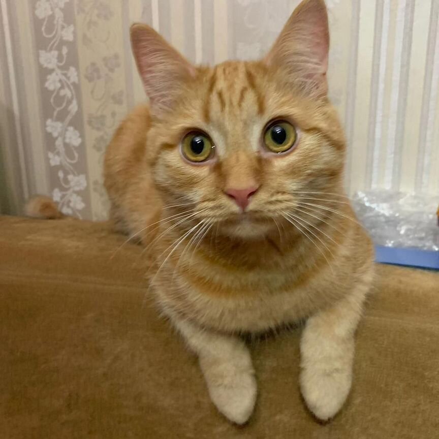 Спасите Рыжего котенка