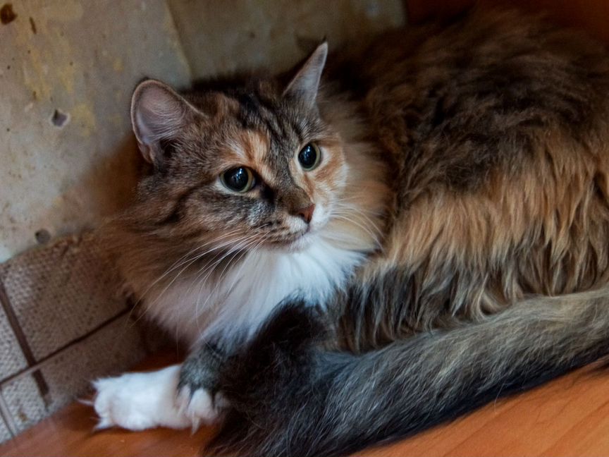 Трехцветной счастье в добрые руки