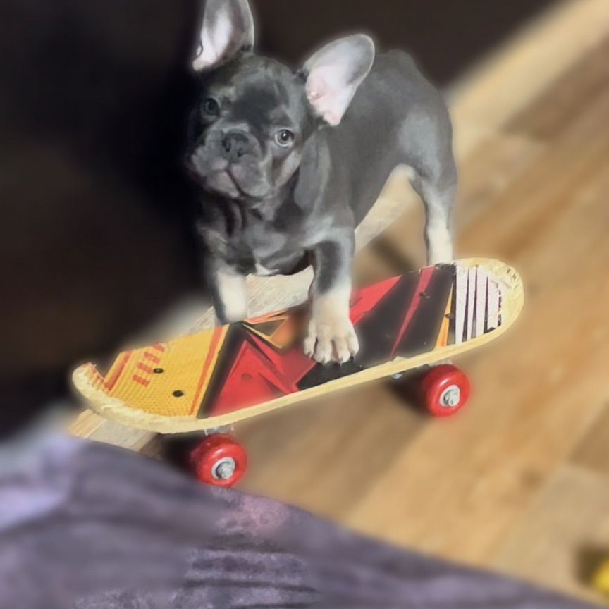 Чей щенок скейтбордист