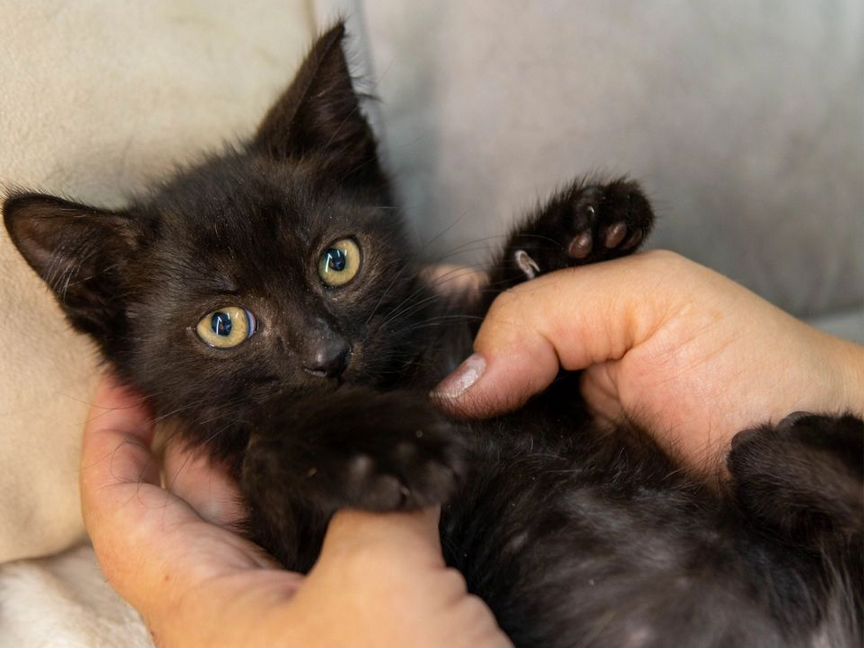 Котёнок Изюм ищет дом