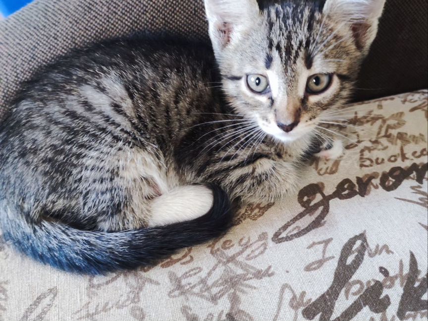 Кот от ловчей кошки