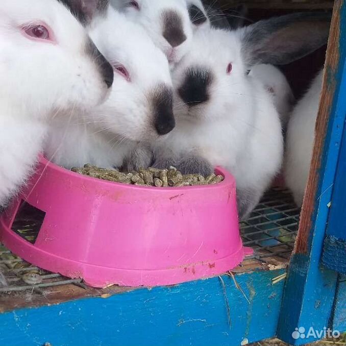Калифорнийские кролики