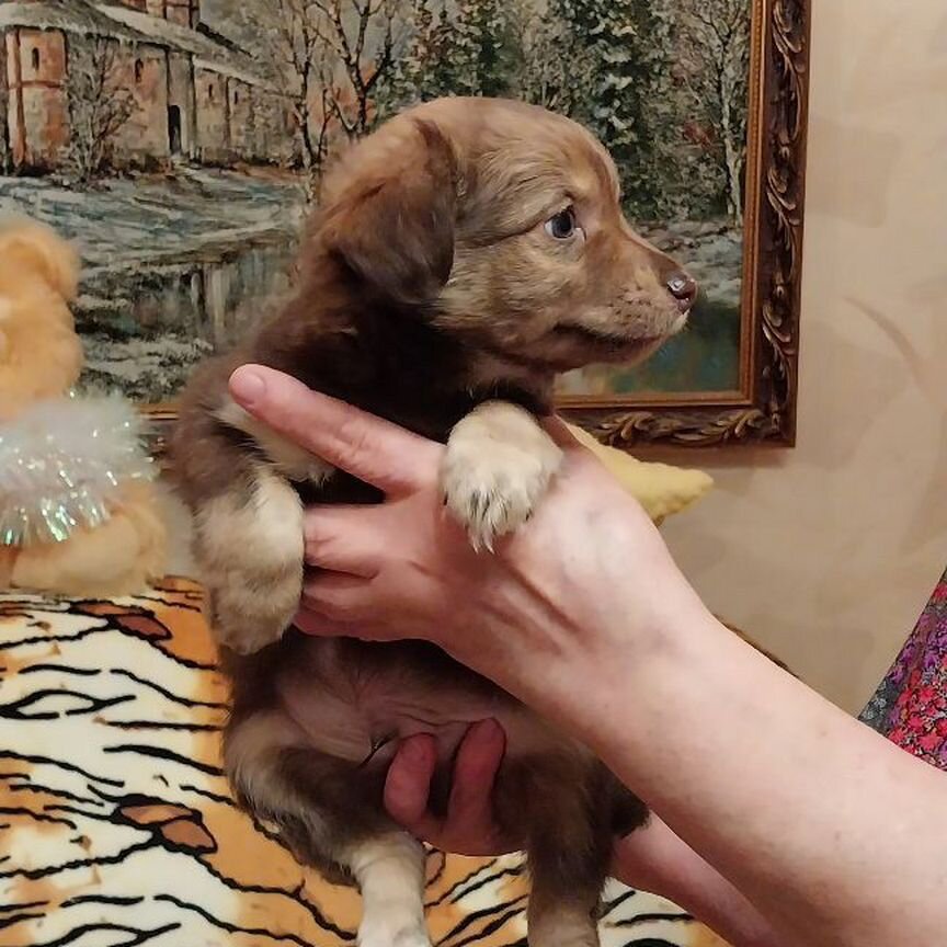Щенки