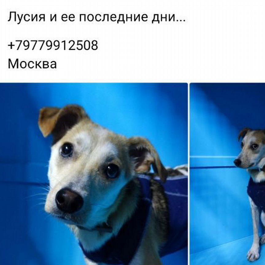 Собака в добрые руки